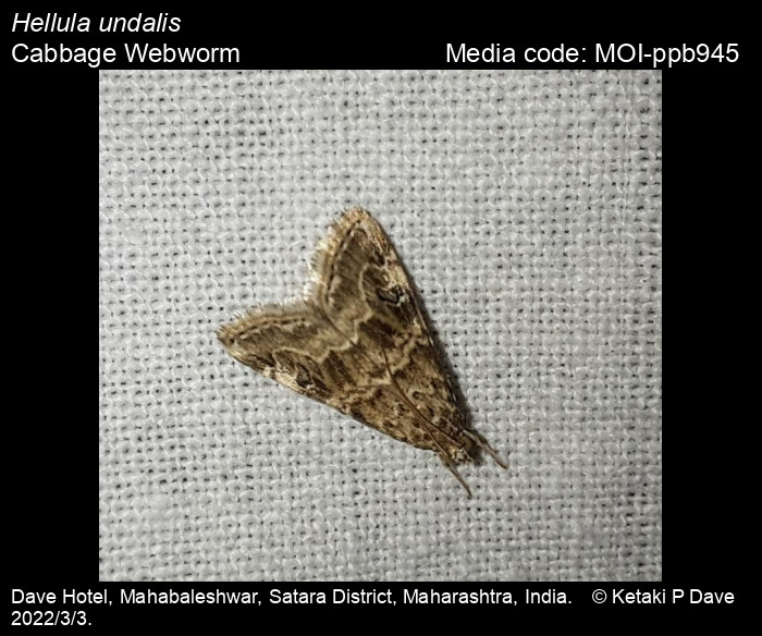 Hellula undalis | Moths